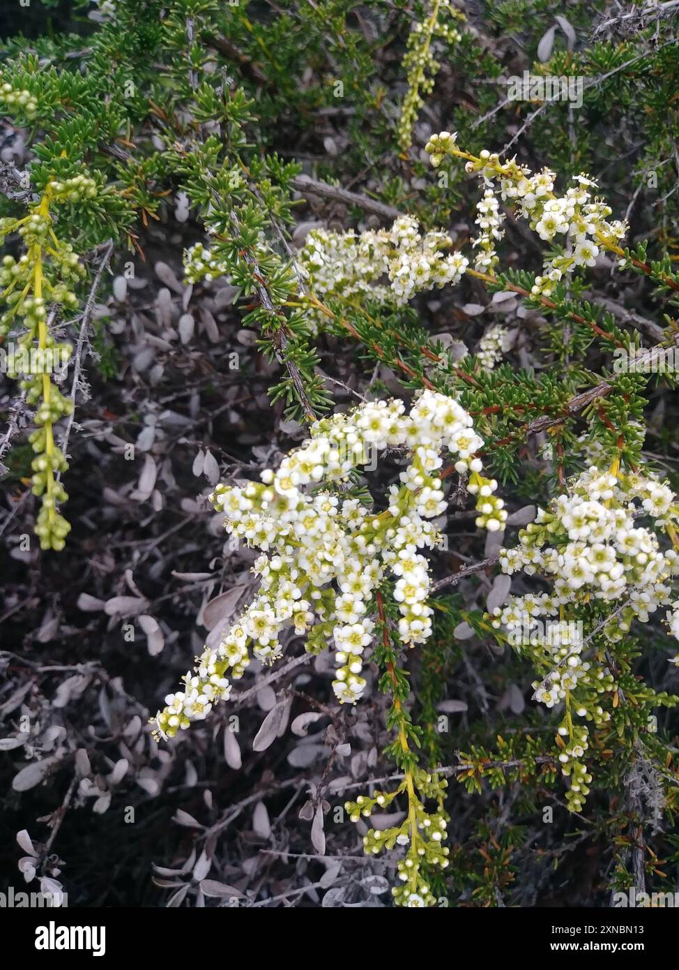 chamise (Adenostoma fasciculatum) Plantae Stock Photo - Alamy