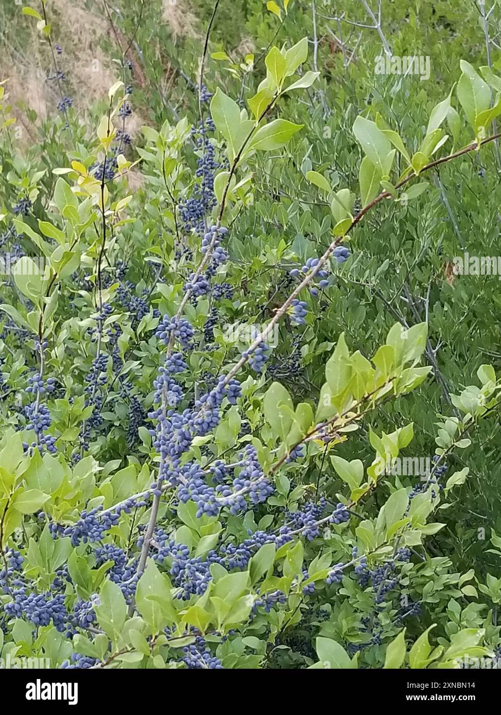 Stretchberry (Forestiera pubescens) Plantae Stock Photo - Alamy
