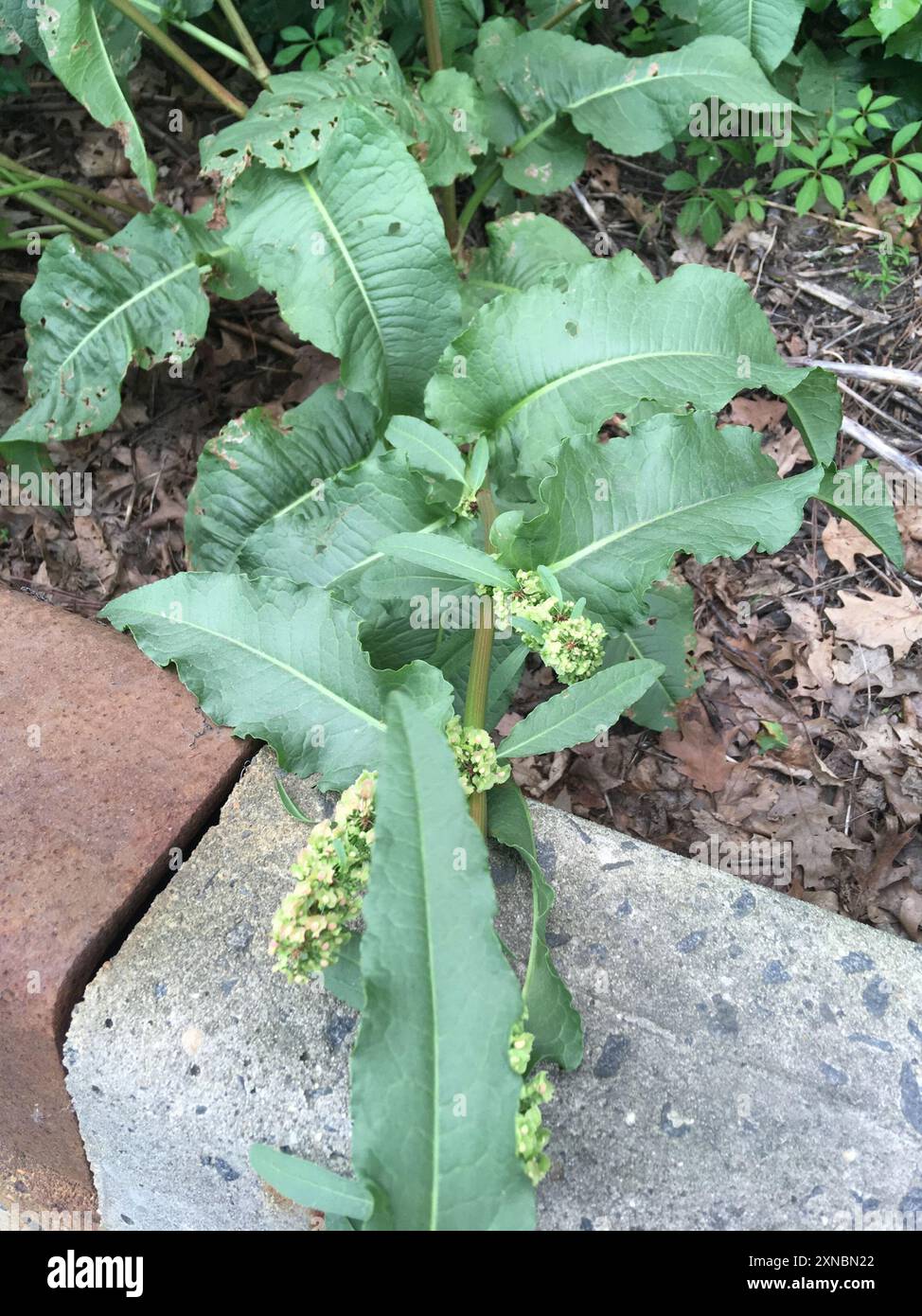 Greek Dock (Rumex cristatus) Plantae Stock Photo - Alamy