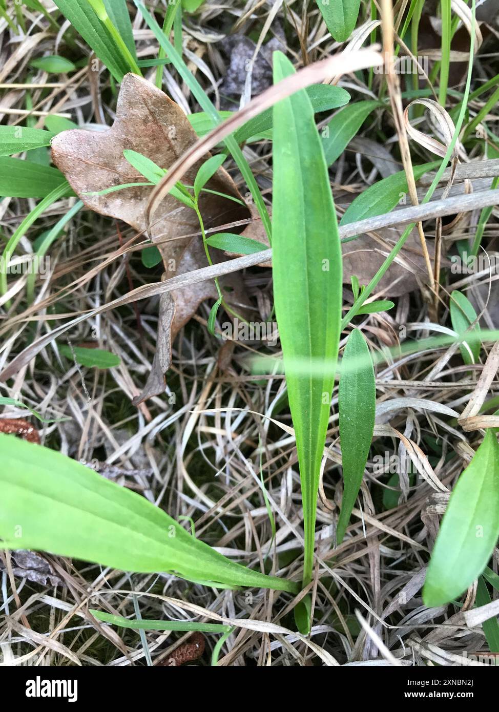 (Marshallia obovata obovata) Plantae Stock Photo - Alamy
