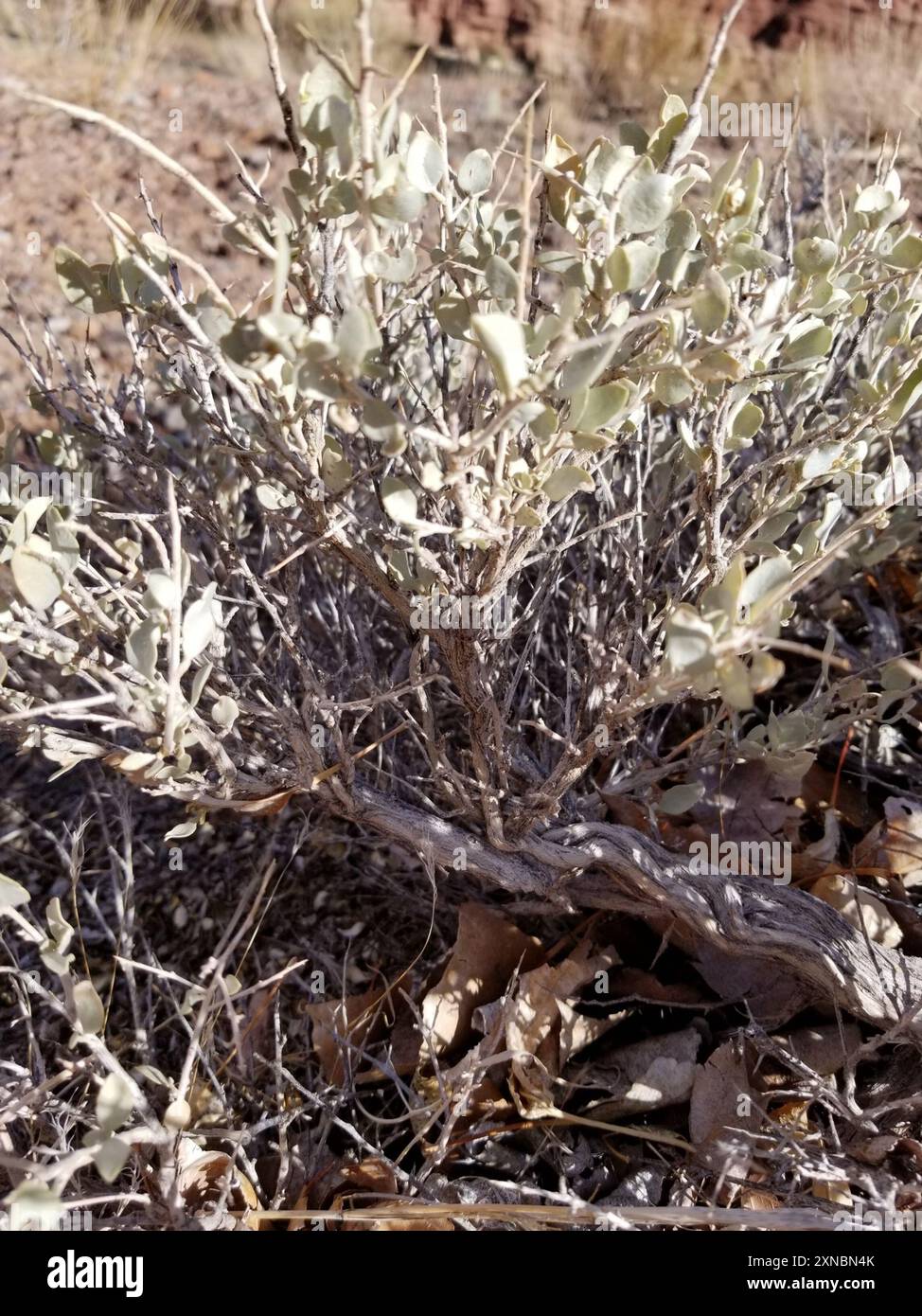 Saltbushes (Atriplex) Plantae Stock Photo - Alamy