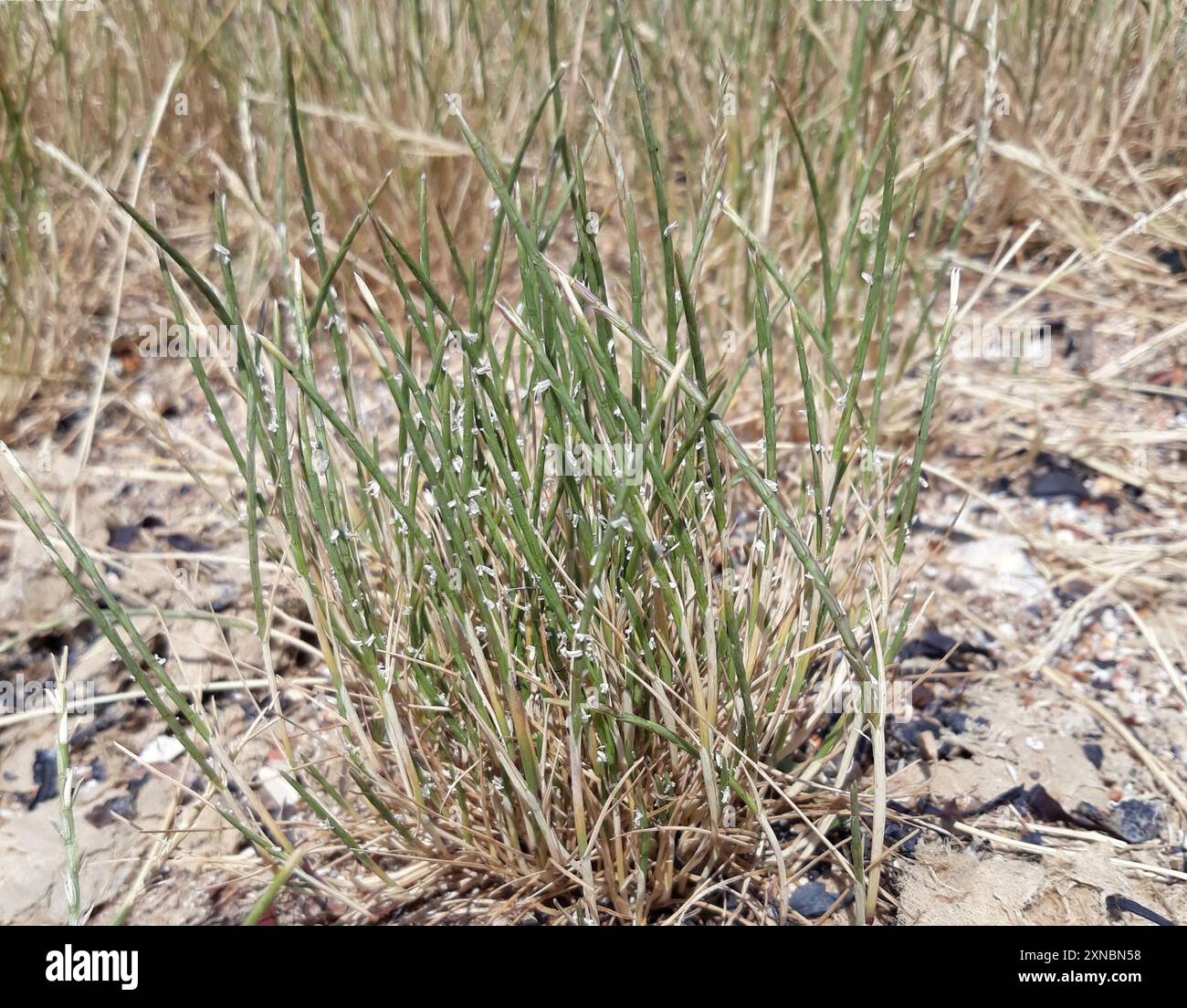 Hard-grass (Parapholis strigosa) Plantae Stock Photo - Alamy