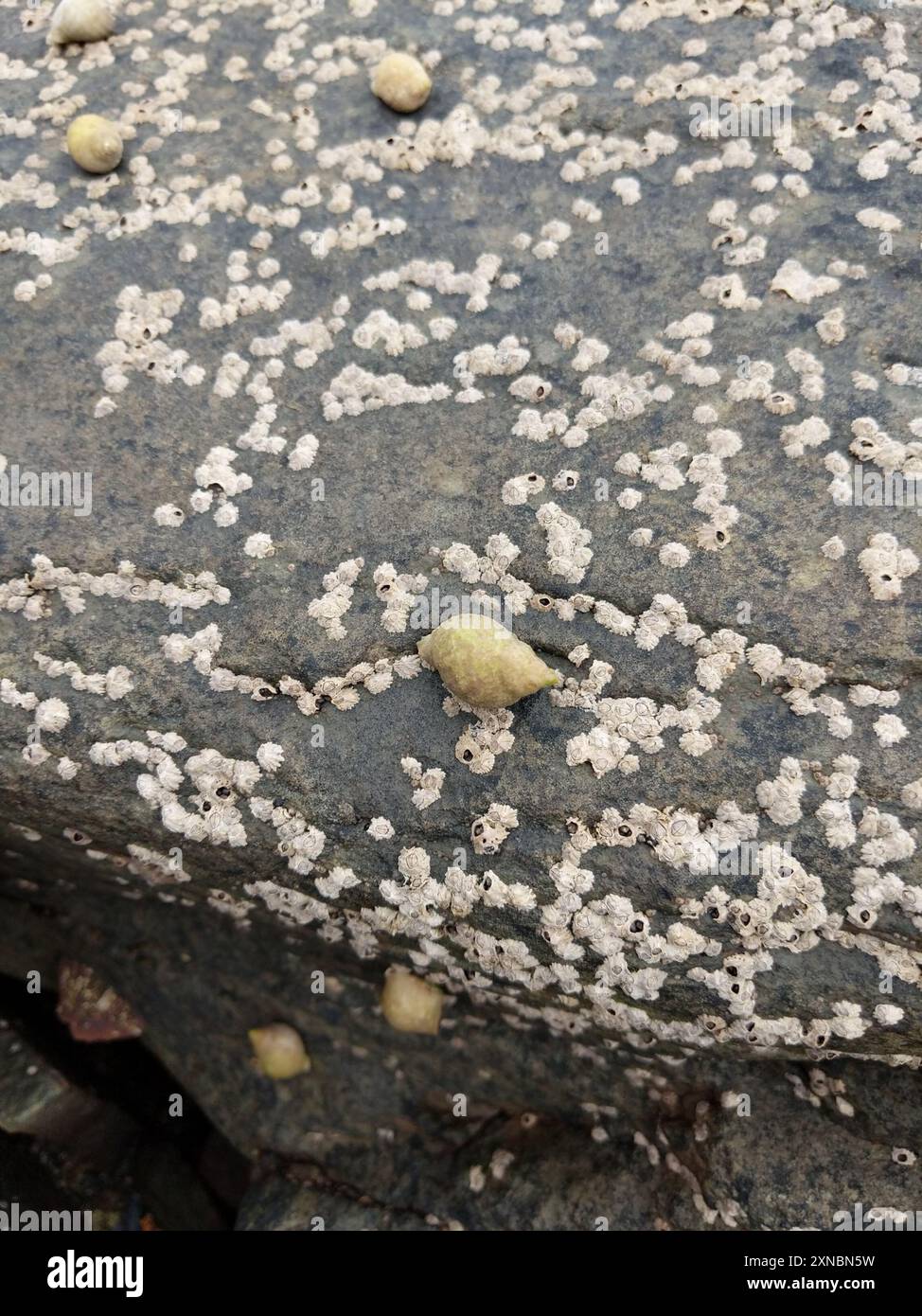 Atlantic Dogwhelk (Nucella lapillus) Mollusca Stock Photo - Alamy