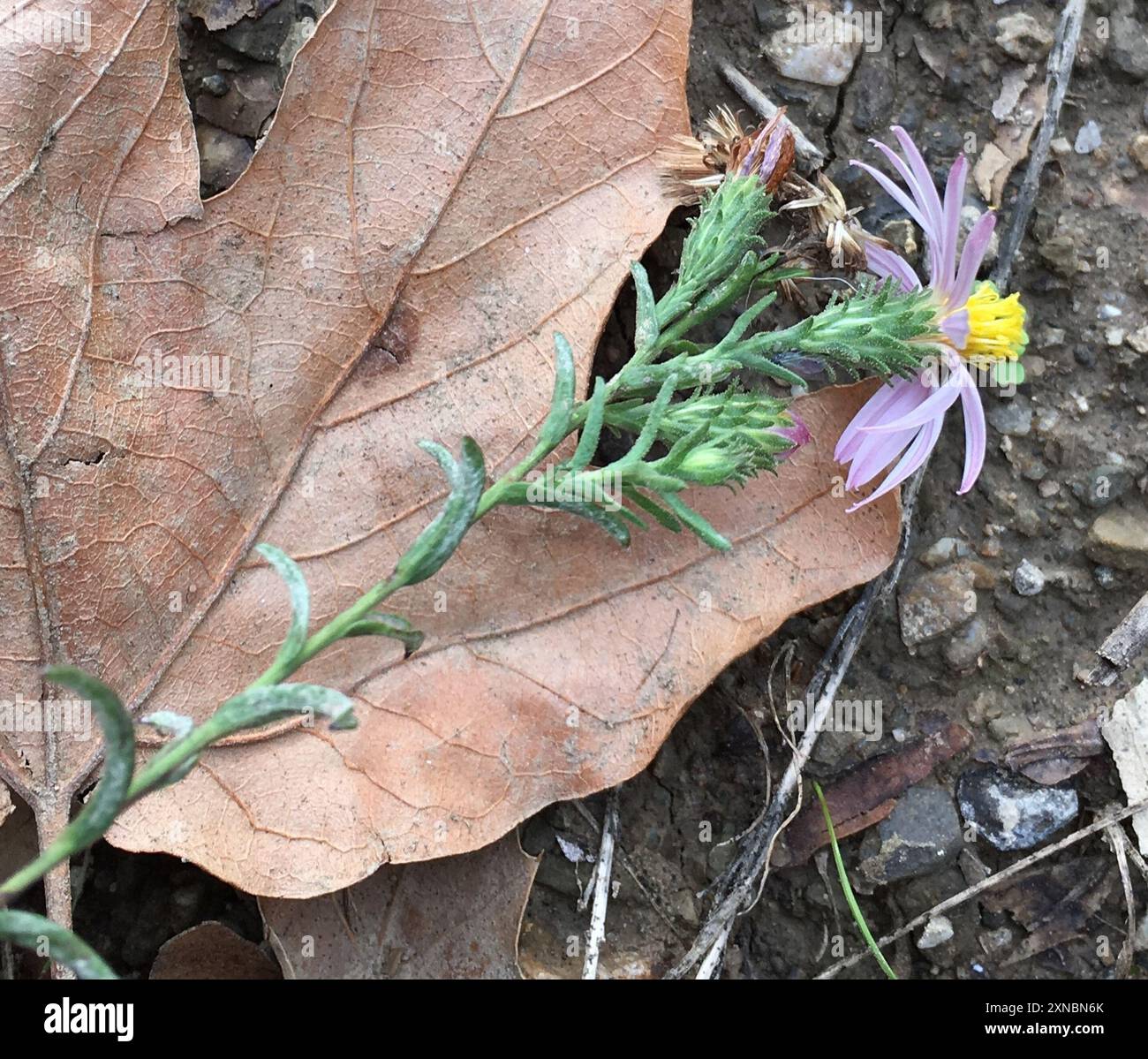 California Aster (Corethrogyne filaginifolia) Plantae Stock Photo - Alamy
