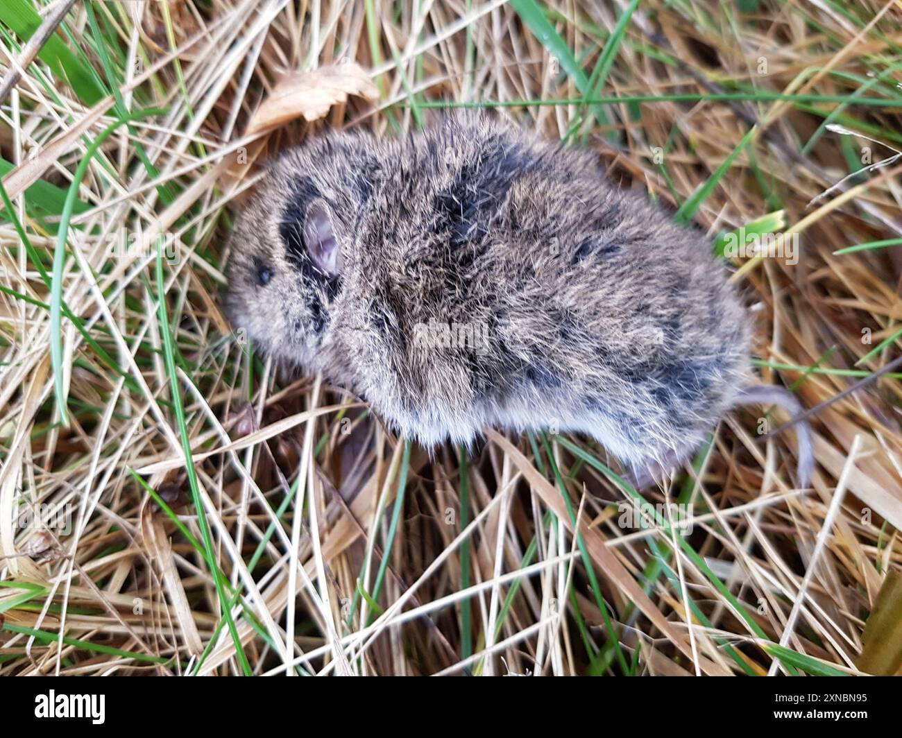 Common Vole (Microtus arvalis) Mammalia Stock Photo - Alamy