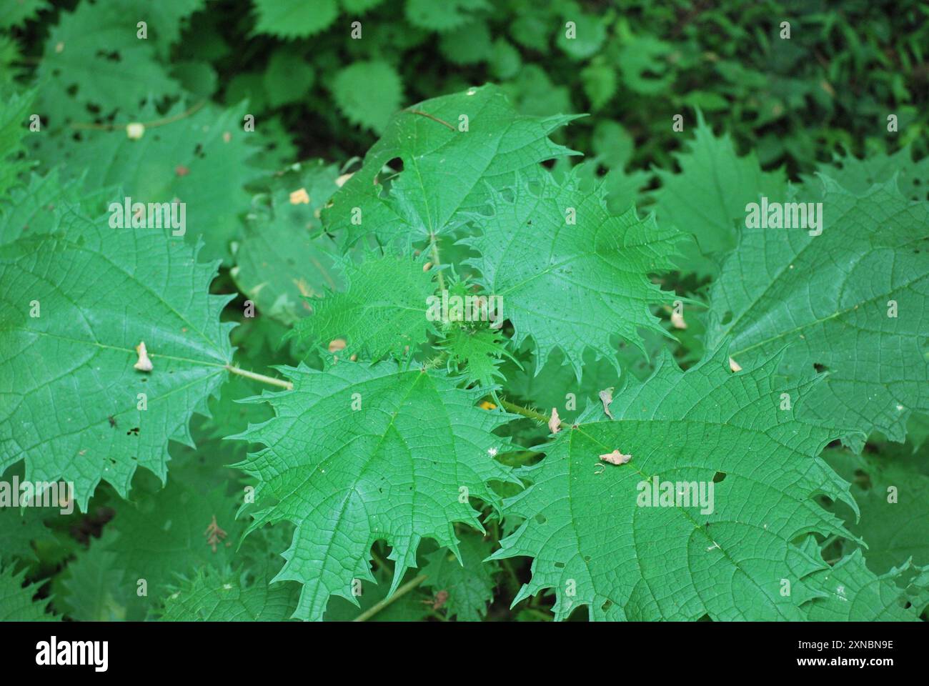Himalayan nettle (Girardinia diversifolia) Plantae Stock Photo - Alamy