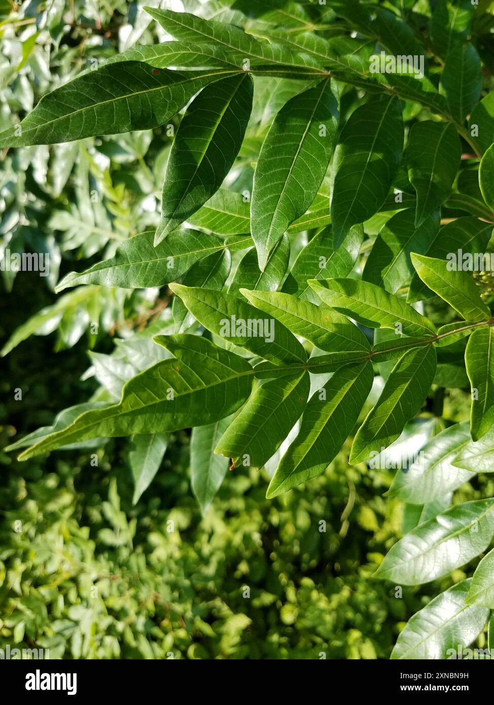 shining sumac (Rhus copallinum) Plantae Stock Photo - Alamy