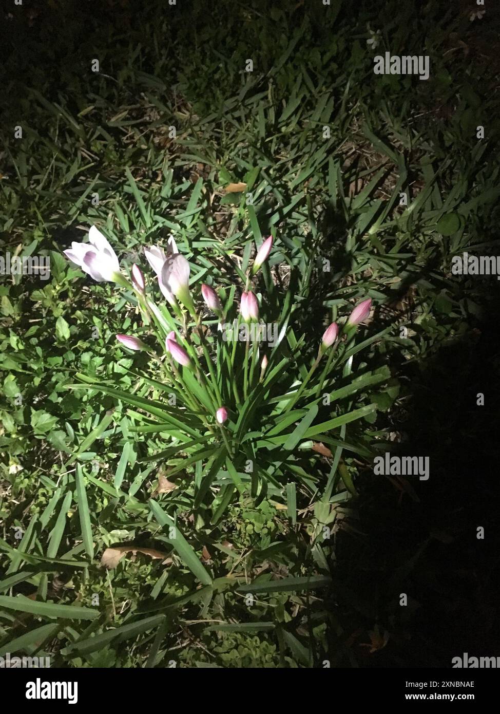 Rain lilies (Zephyranthes) Plantae Stock Photo - Alamy