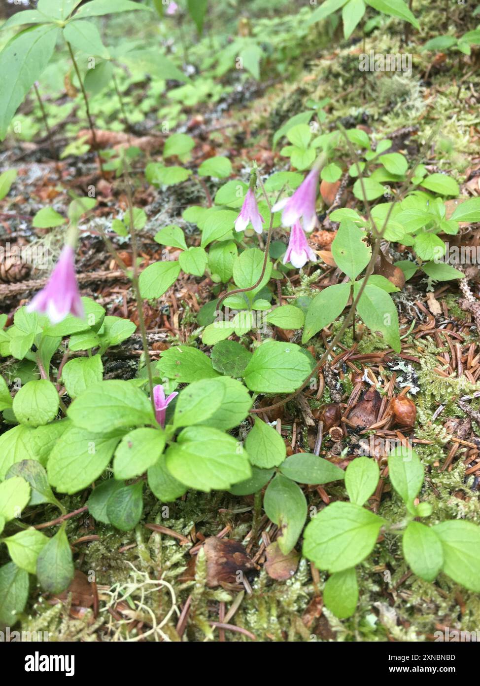 Twinflower (Linnaea borealis) Plantae Stock Photo - Alamy
