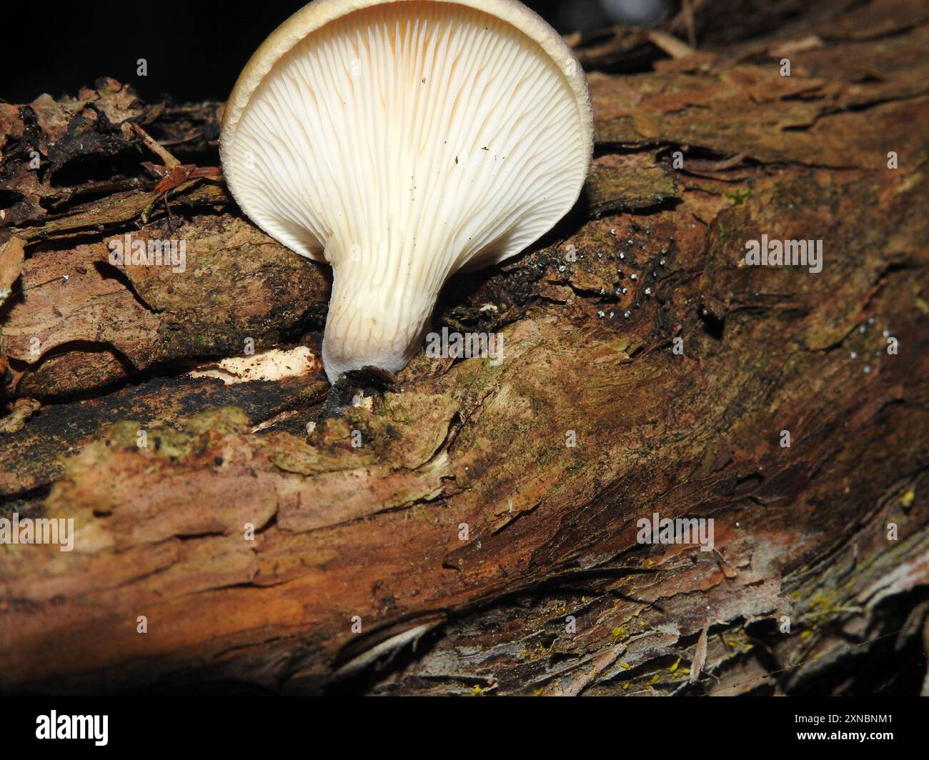Brown Oyster Mushroom (Pleurotus australis) Fungi Stock Photo - Alamy