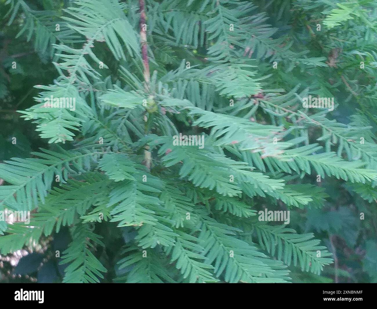 cypress family (Cupressaceae) Plantae Stock Photo - Alamy