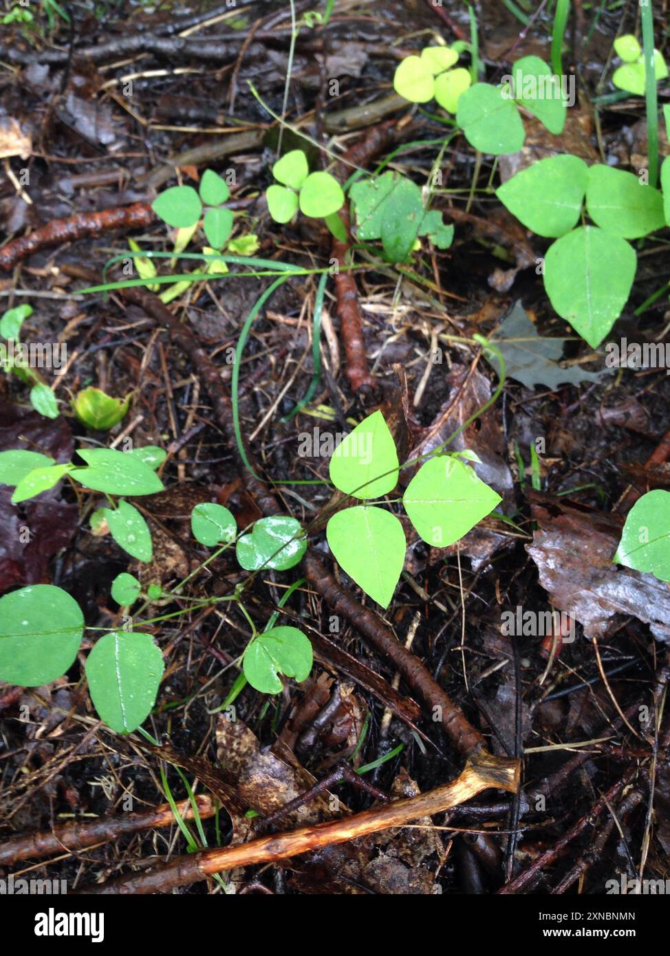 American hog-peanut (Amphicarpaea bracteata) Plantae Stock Photo - Alamy