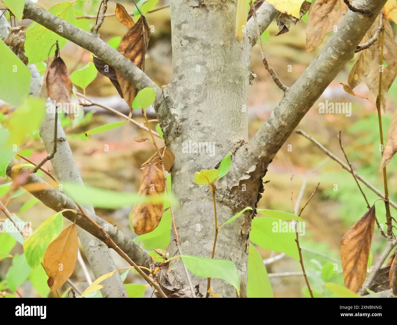 black cottonwood (Populus trichocarpa) Plantae Stock Photo - Alamy