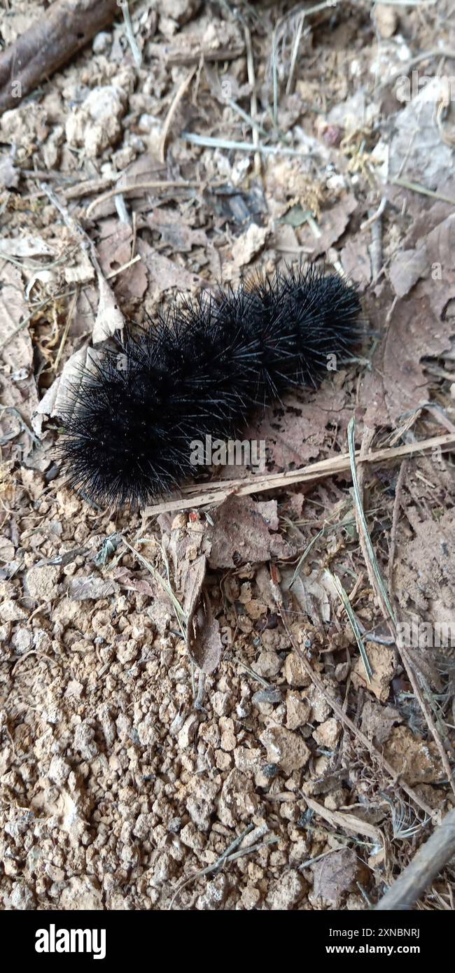 Giant Leopard Moth (Hypercompe scribonia) Insecta Stock Photo - Alamy