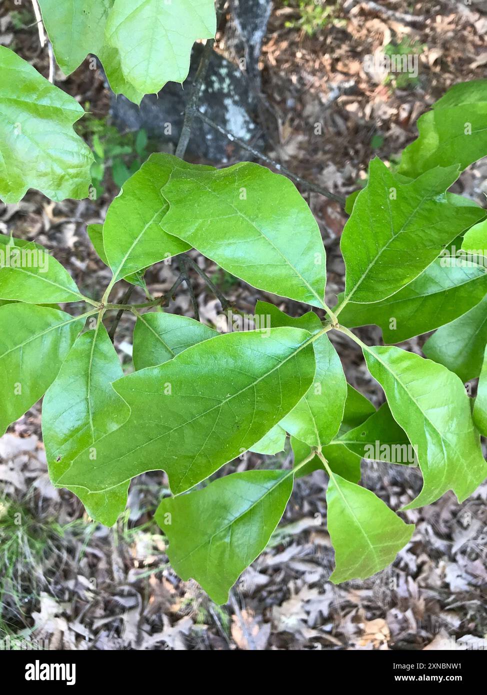 southern red oak (Quercus falcata) Plantae Stock Photo - Alamy