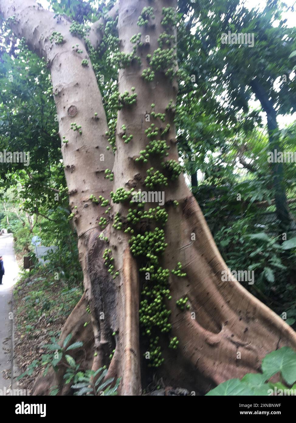 Common Red-stem Fig (Ficus variegata) Plantae Stock Photo - Alamy