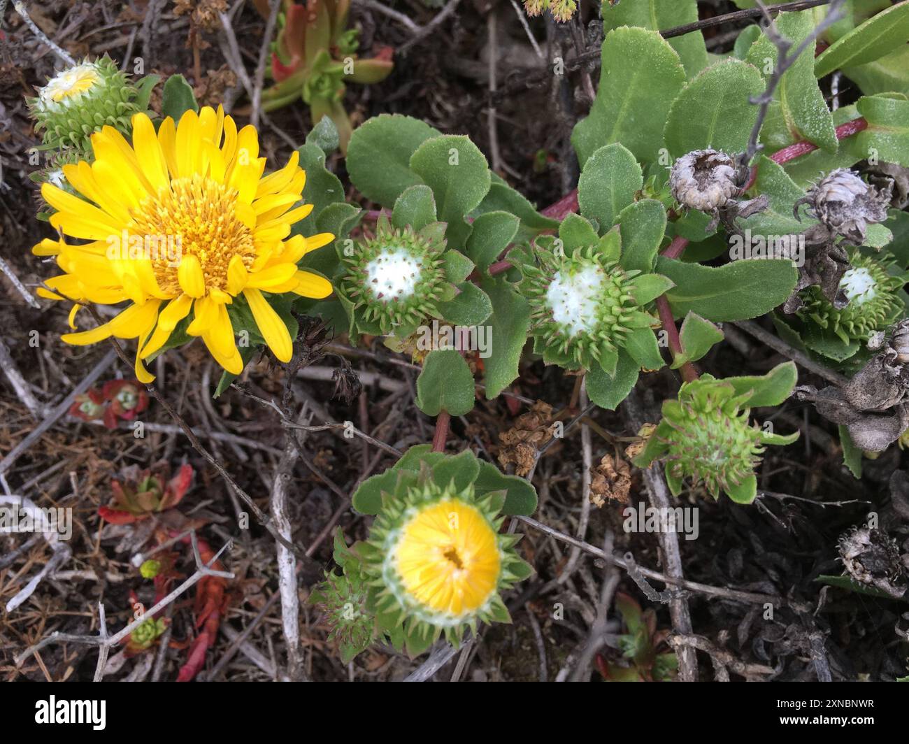 Coastal Gum Plant (Grindelia stricta platyphylla) Plantae Stock Photo ...