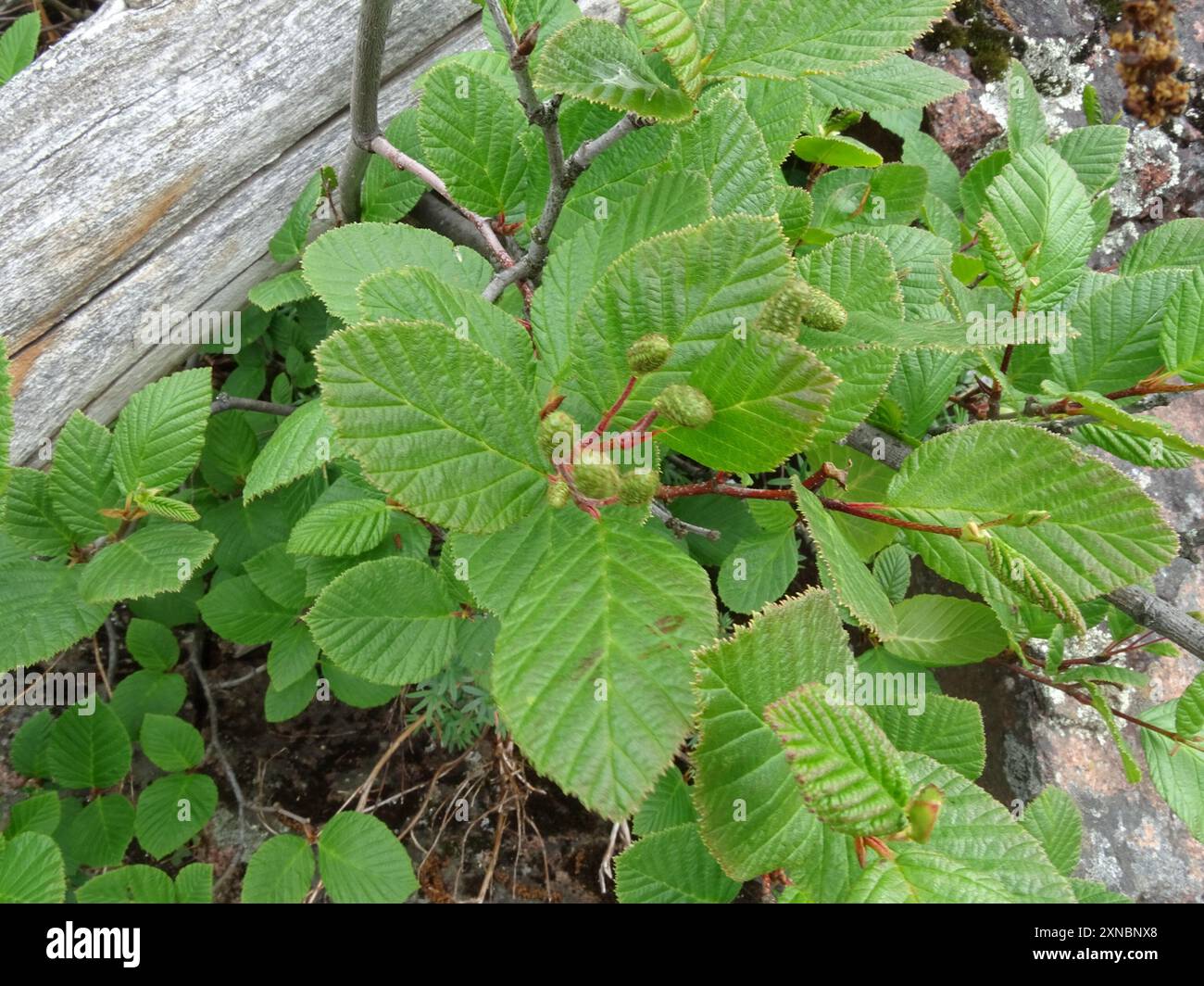 green alder (Alnus alnobetula) Plantae Stock Photo - Alamy