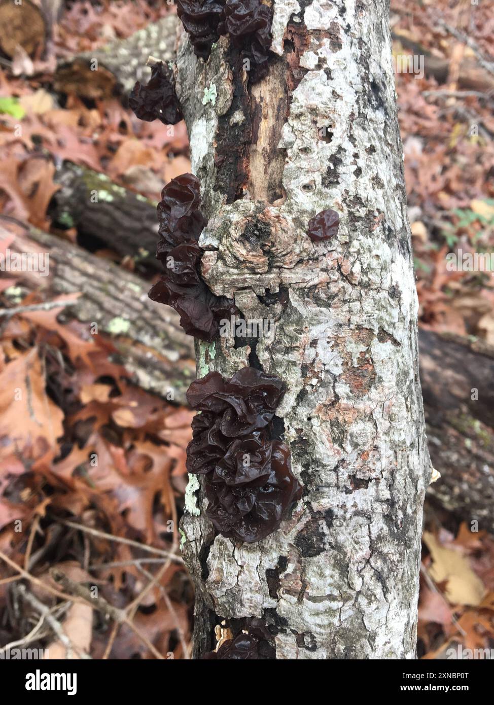 Exidia crenata hi-res stock photography and images - Alamy