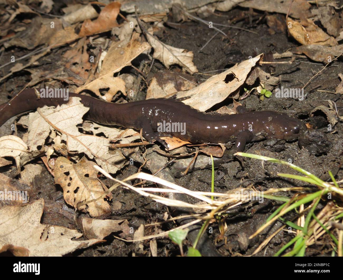 Jefferson Salamander (Ambystoma jeffersonianum) Amphibia Stock Photo ...