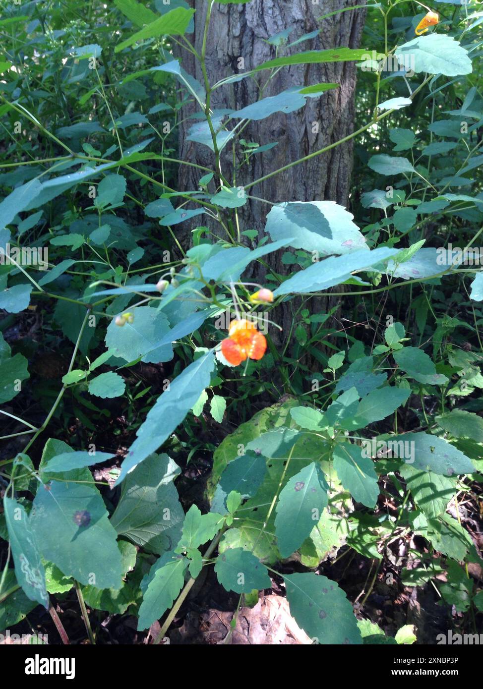 common jewelweed (Impatiens capensis) Plantae Stock Photo - Alamy