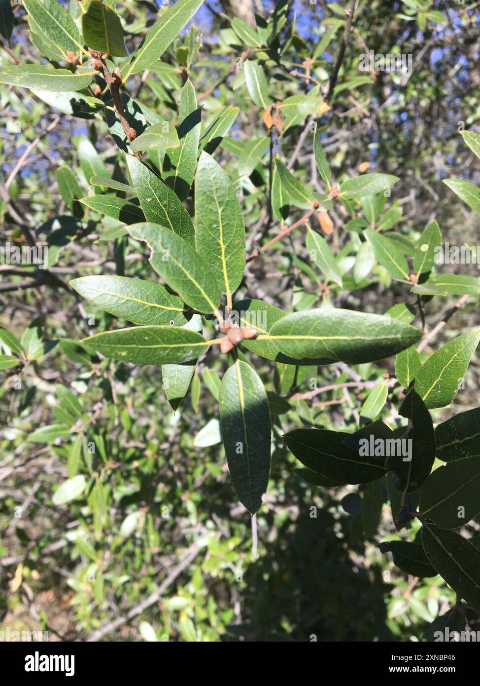 interior live oak (Quercus wislizeni) Plantae Stock Photo - Alamy