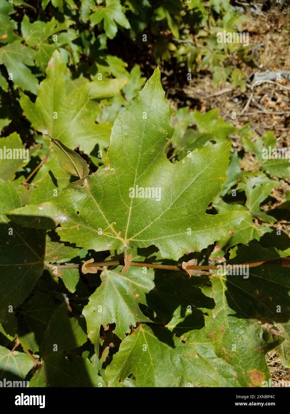western sycamore (Platanus racemosa) Plantae Stock Photo - Alamy