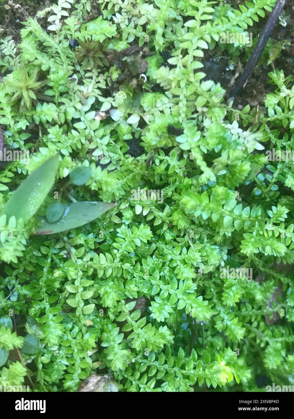 meadow spikemoss (Selaginella apoda) Plantae Stock Photo - Alamy