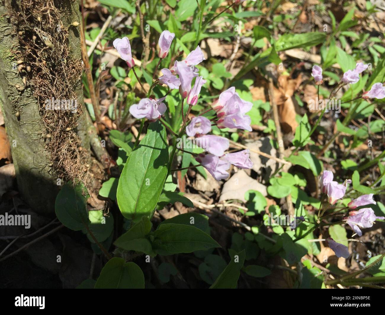 Purple Cress (Cardamine douglassii) Plantae Stock Photo - Alamy