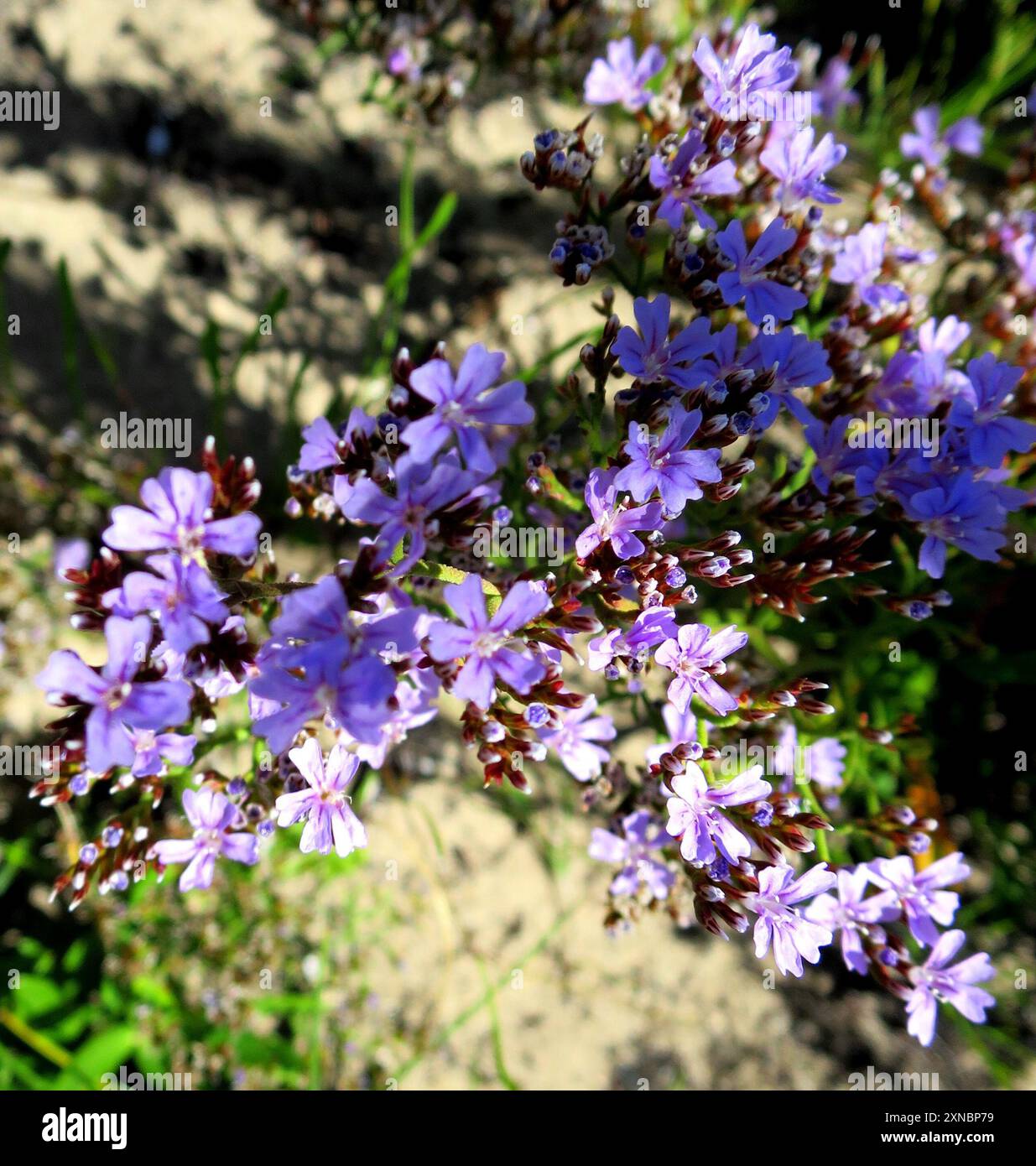 (Limonium scabrum scabrum) Plantae Stock Photo - Alamy