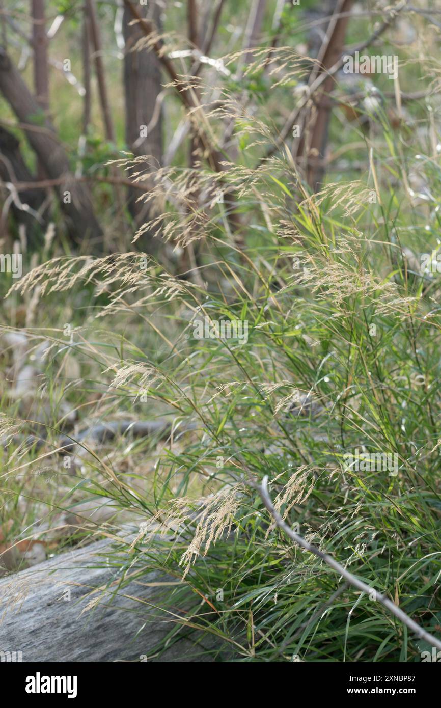 Smilo Grass (Oloptum miliaceum) Plantae Stock Photo - Alamy