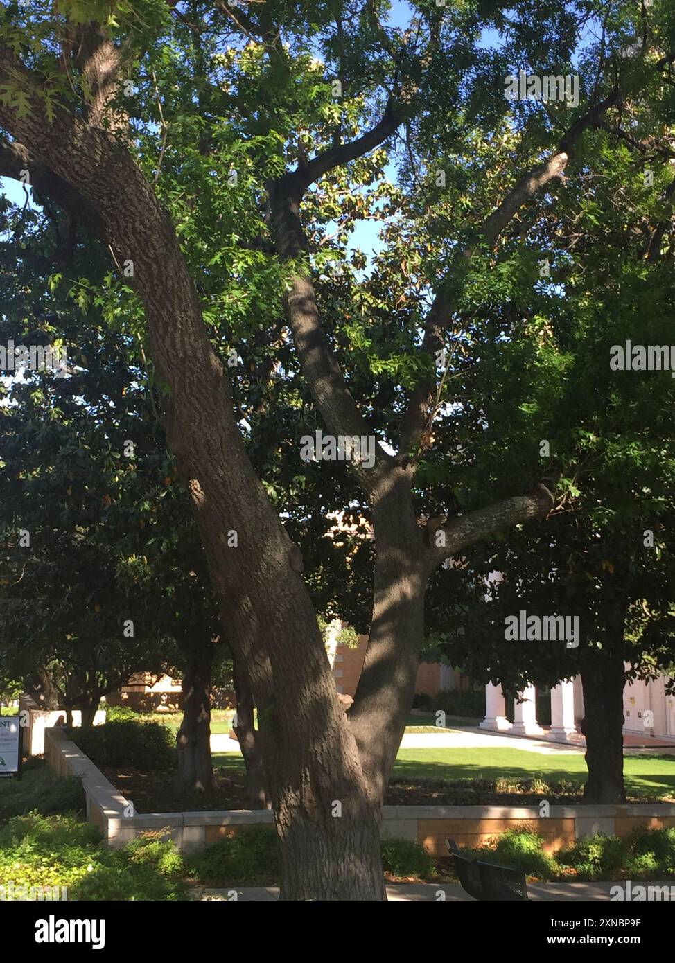 Shumard oak (Quercus shumardii) Plantae Stock Photo - Alamy