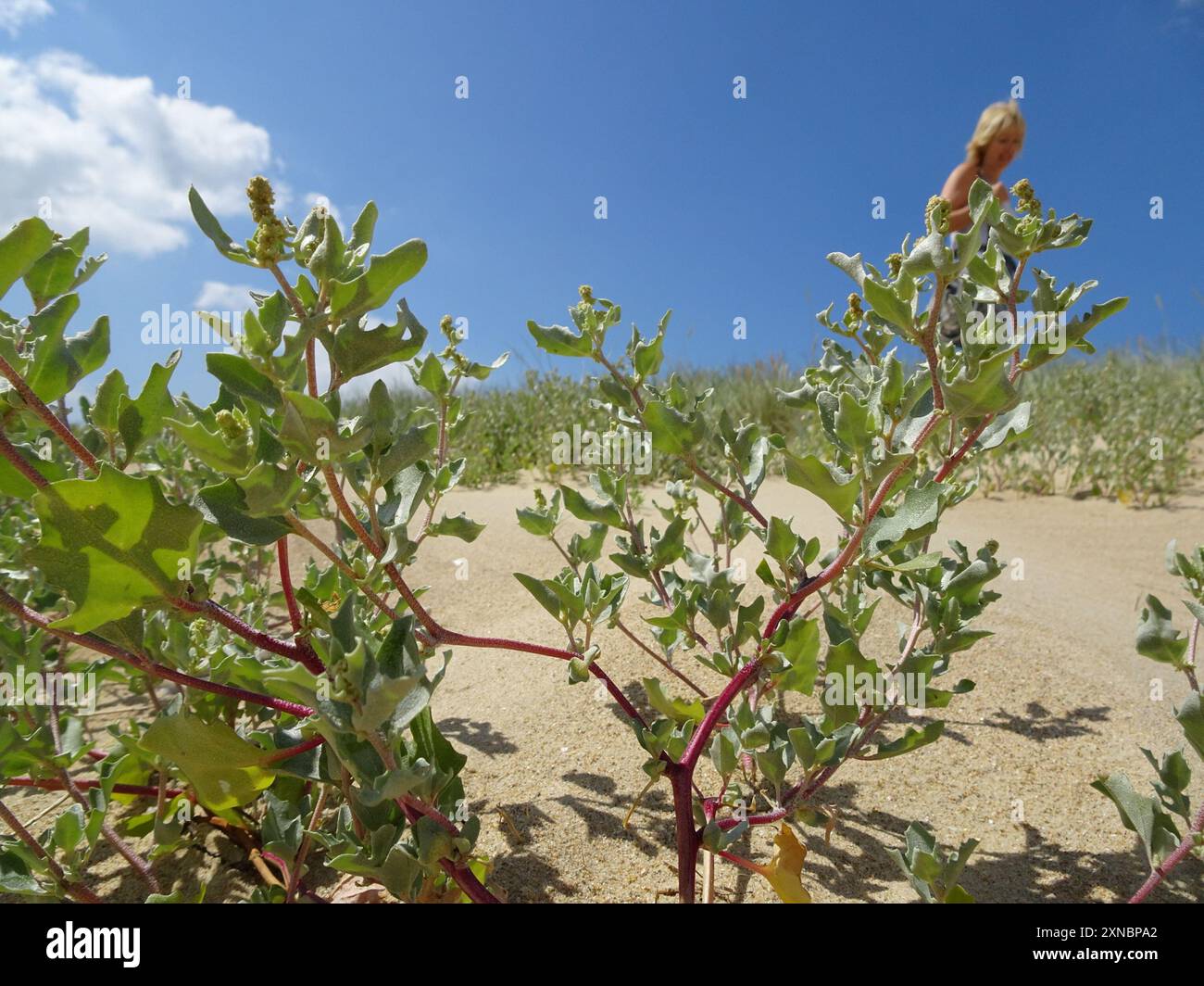 Frosted Orache (Atriplex laciniata) Plantae Stock Photo - Alamy