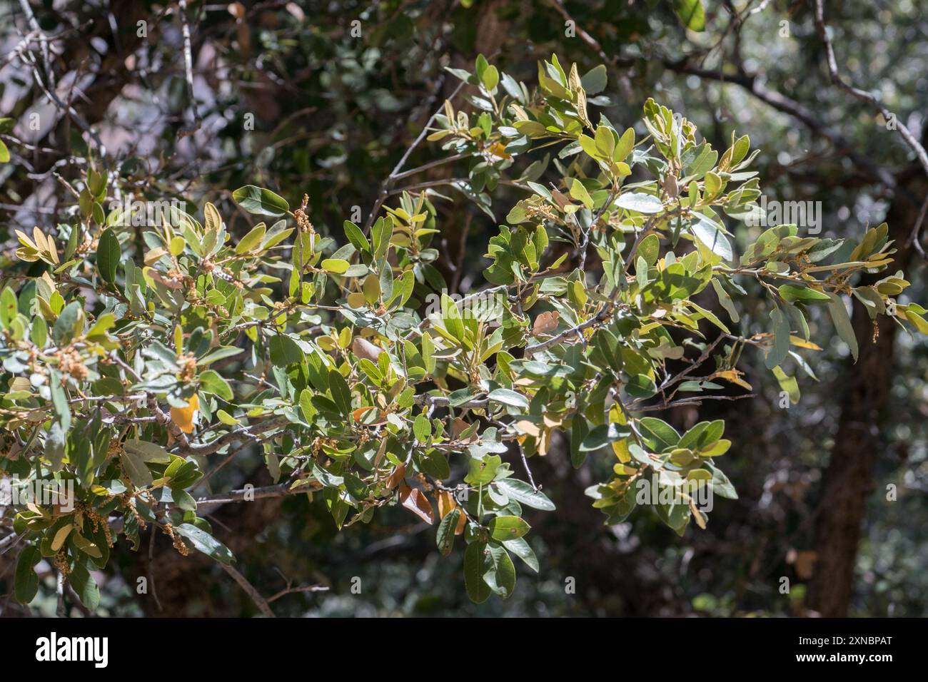 canyon live oak (Quercus chrysolepis) Plantae Stock Photo - Alamy