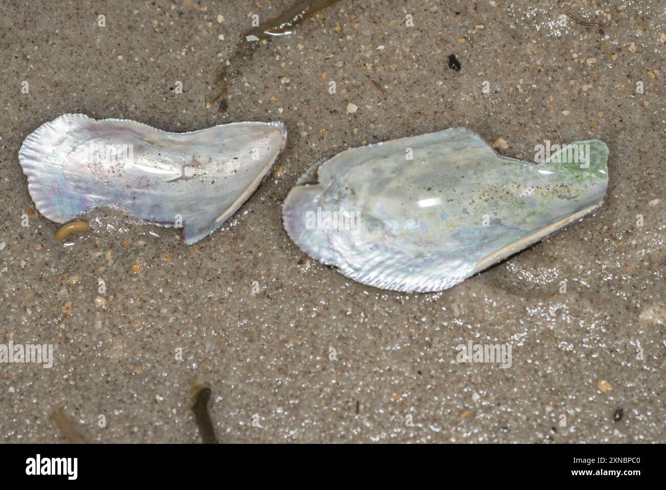 True Mussels (Mytilidae) Mollusca Stock Photo - Alamy