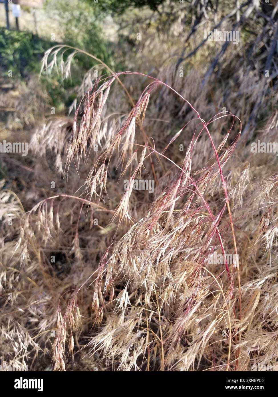 Cheatgrass (Bromus tectorum) Plantae Stock Photo - Alamy