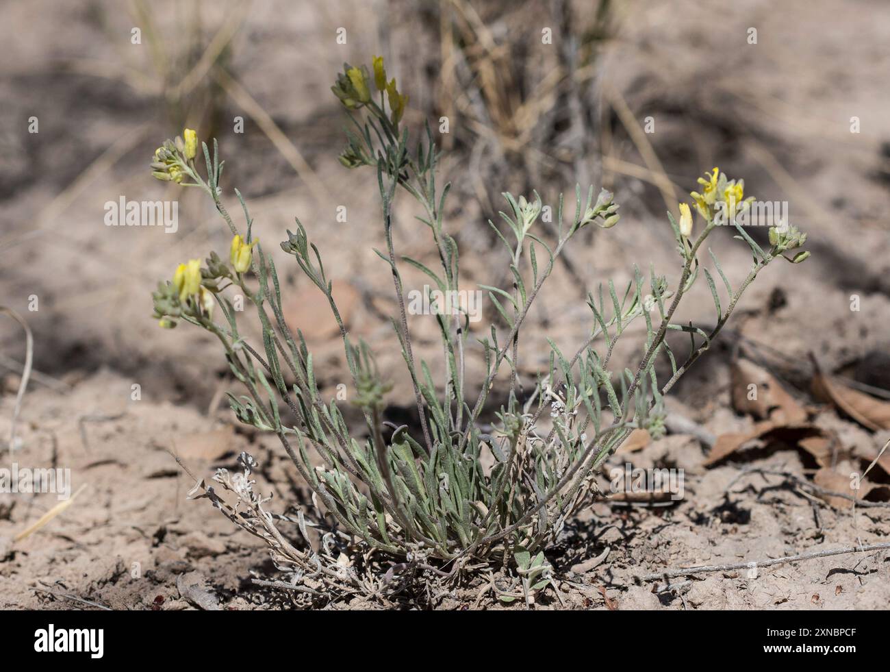 Straight Bladderpod (Physaria rectipes) Plantae Stock Photo - Alamy