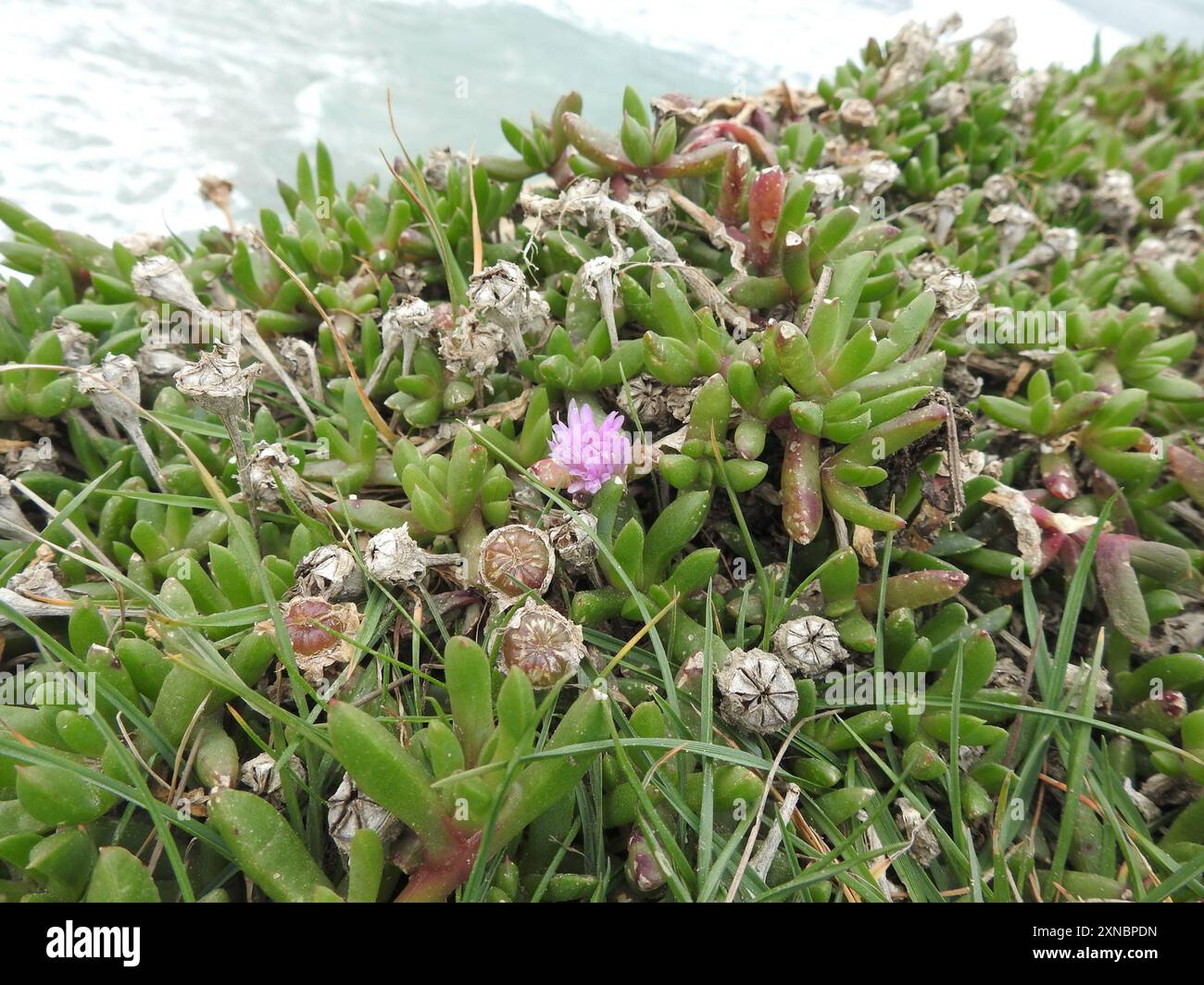 New Zealand Ice Plant (Disphyma australe) Plantae Stock Photo - Alamy
