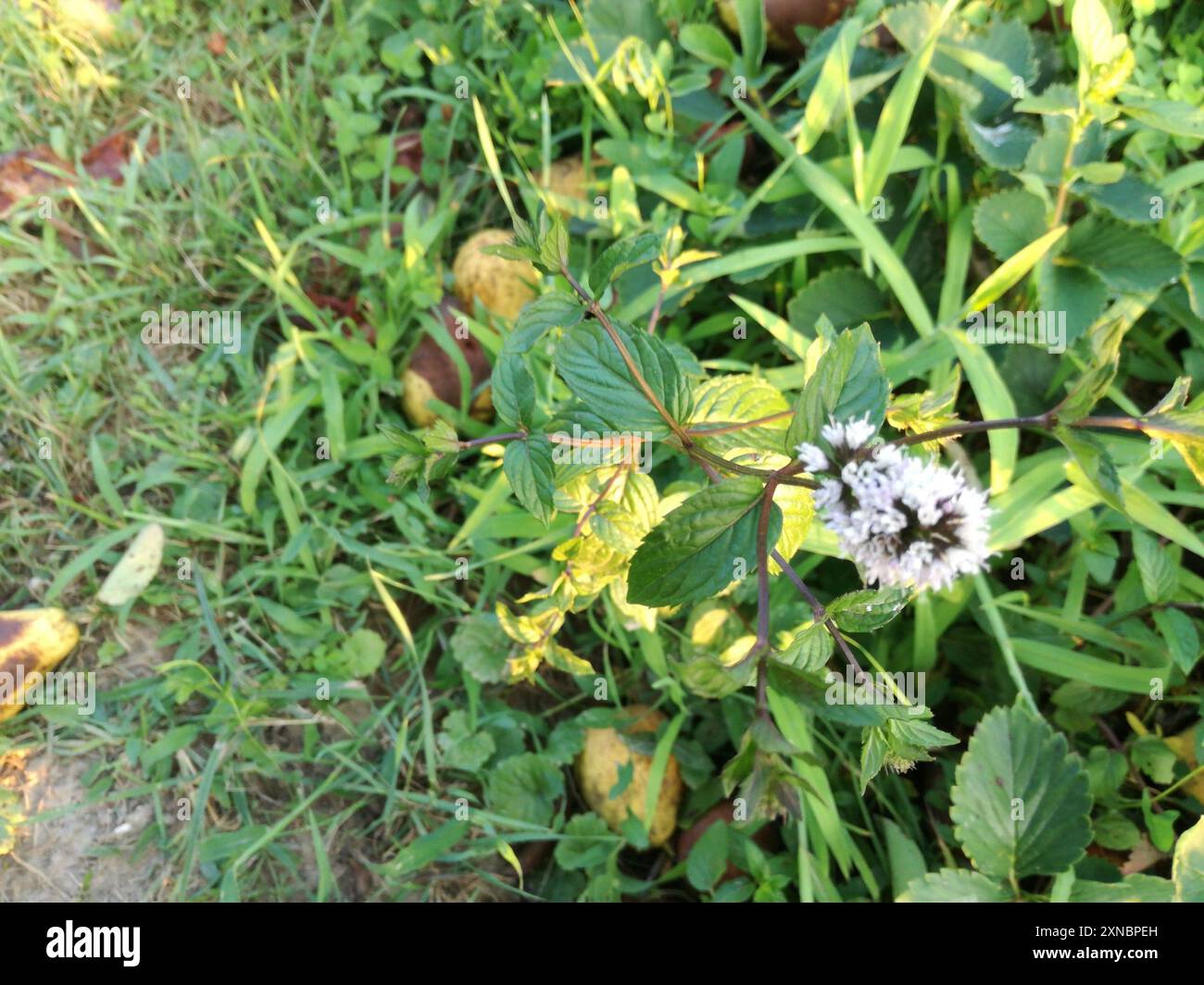watermint (Mentha aquatica) Plantae Stock Photo - Alamy