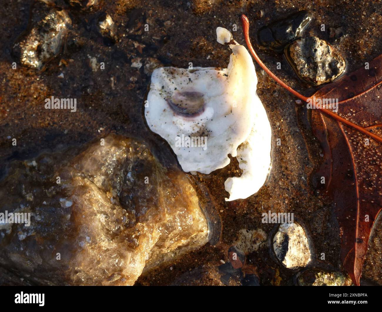 Eastern Oyster (Crassostrea virginica) Mollusca Stock Photo - Alamy