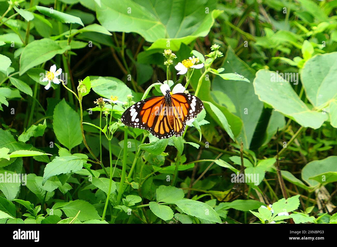 Common Tiger Butterfly (Danaus genutia) Insecta Stock Photo - Alamy