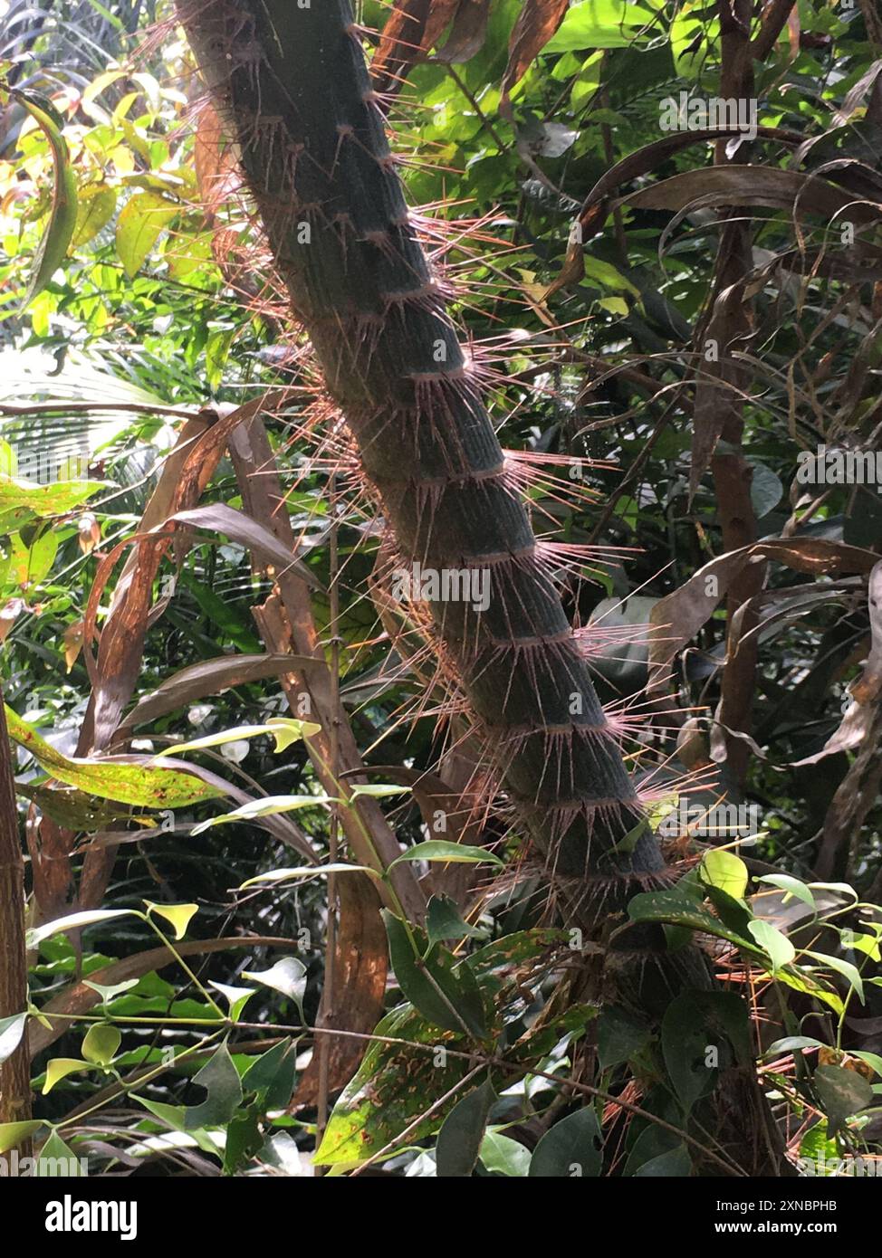 Rattan palms (Calamus) Plantae Stock Photo - Alamy