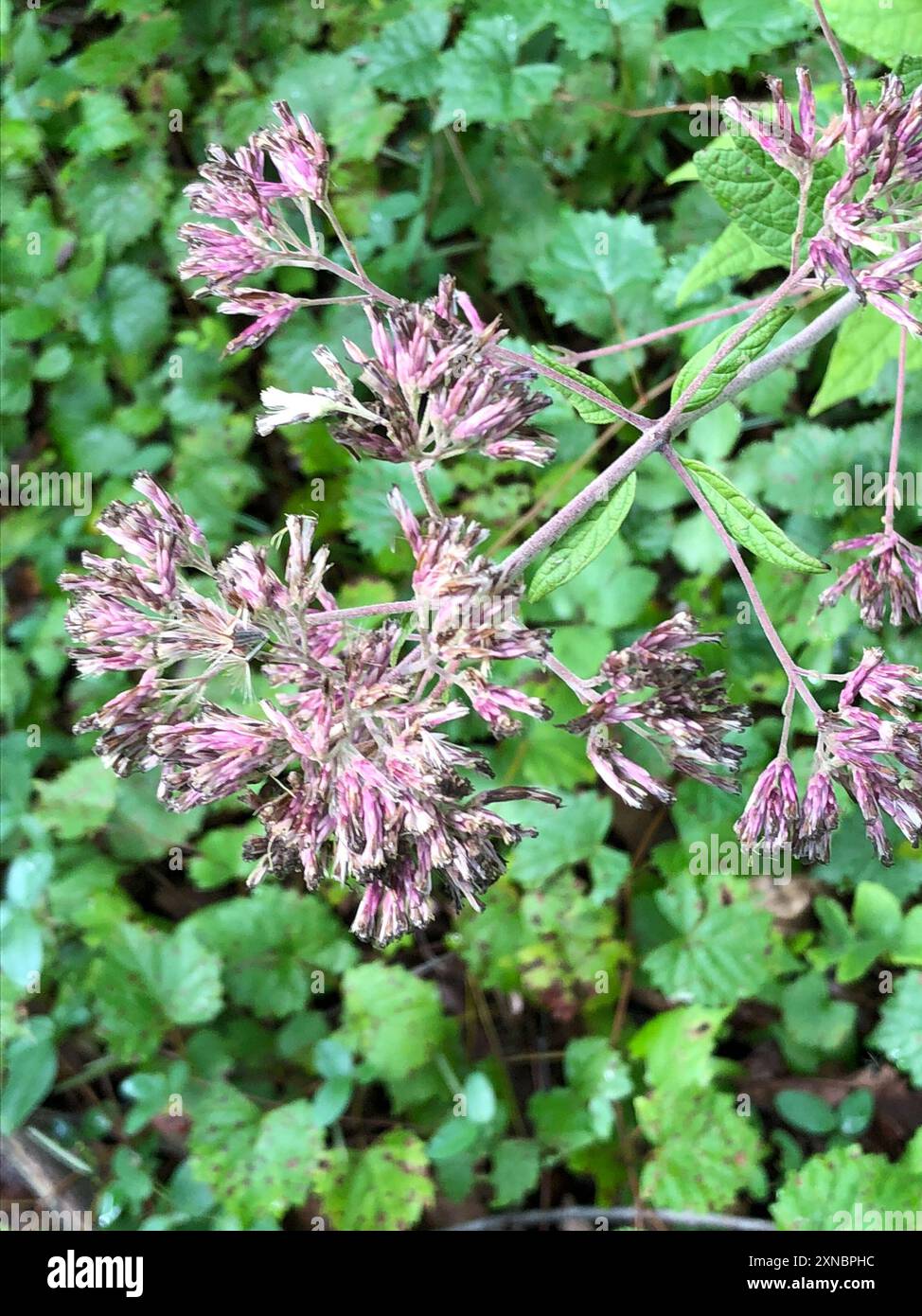 Joe-Pye weeds (Eutrochium) Plantae Stock Photo - Alamy