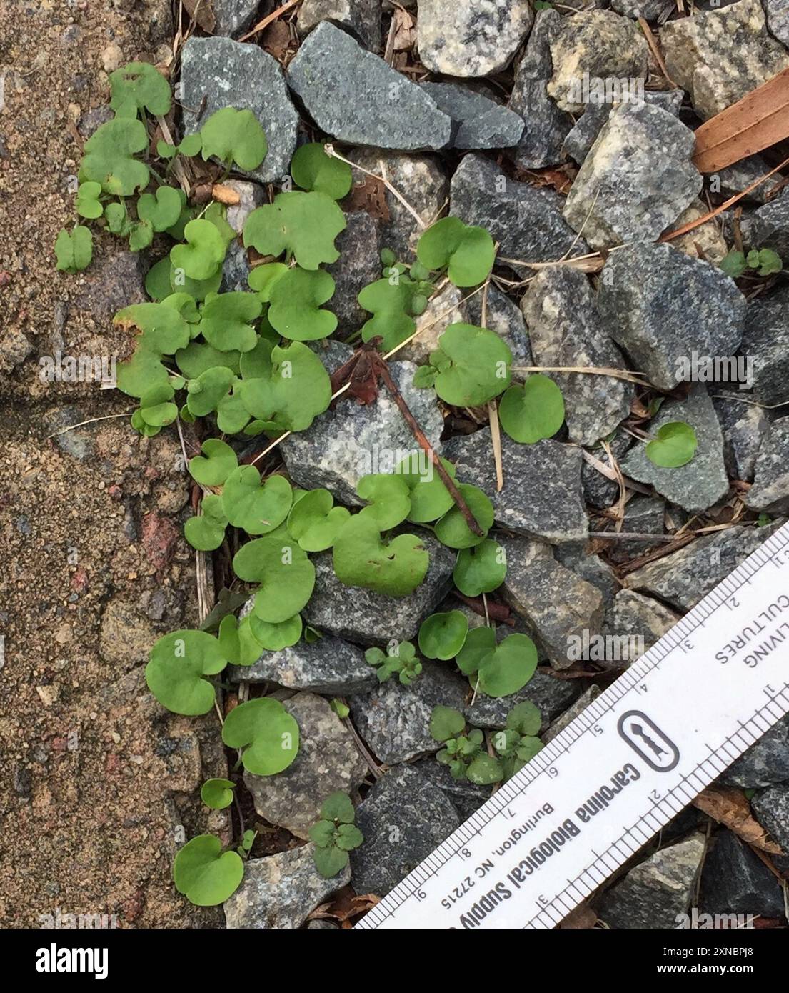 Kidney weed dichondra repens hi-res stock photography and images - Alamy