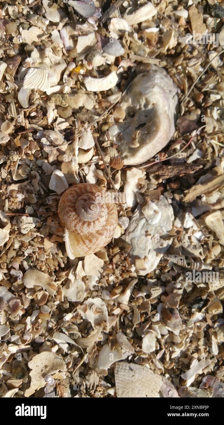 Cyclophorus hi-res stock photography and images - Alamy