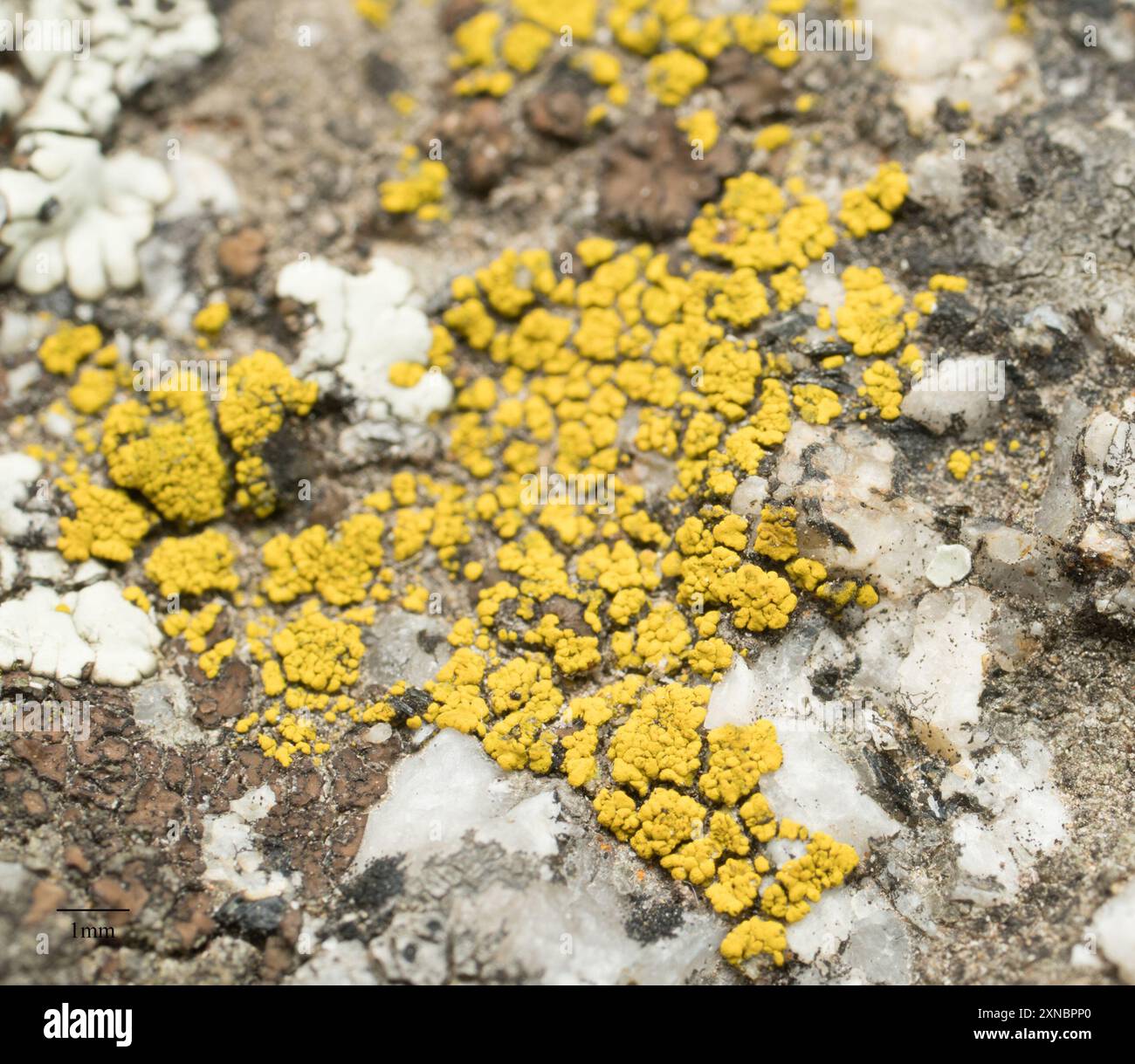(Polycauliona impolita) Fungi Stock Photo - Alamy