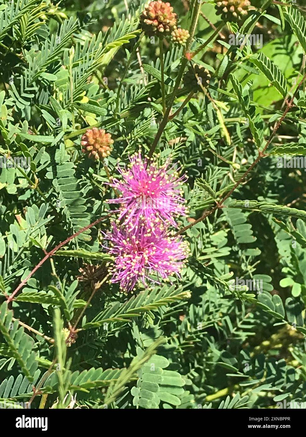 littleleaf sensitive-briar (Mimosa microphylla) Plantae Stock Photo - Alamy