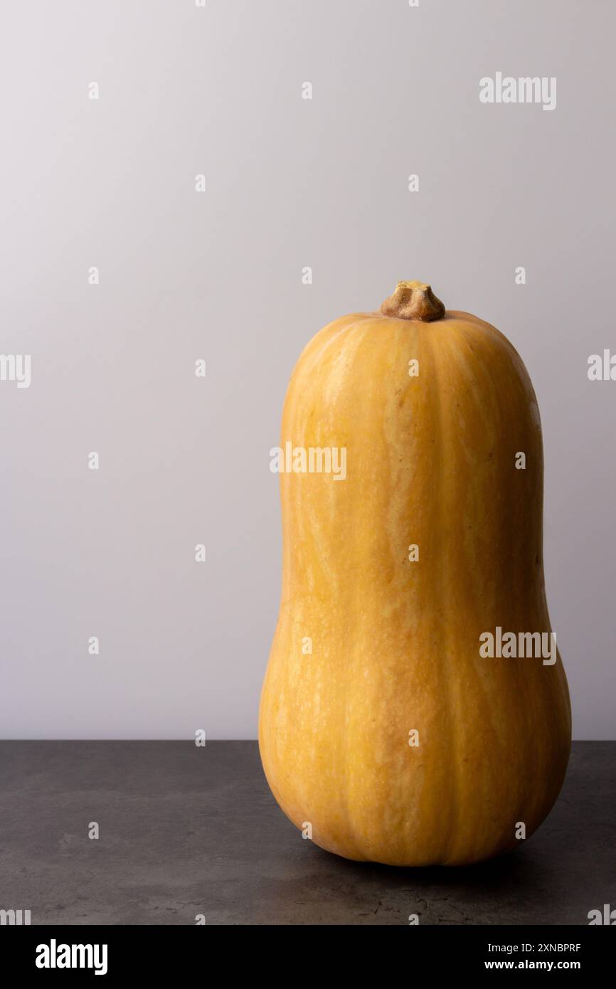 Butternut squash harvest still life, bright orange gourd with stem and ...
