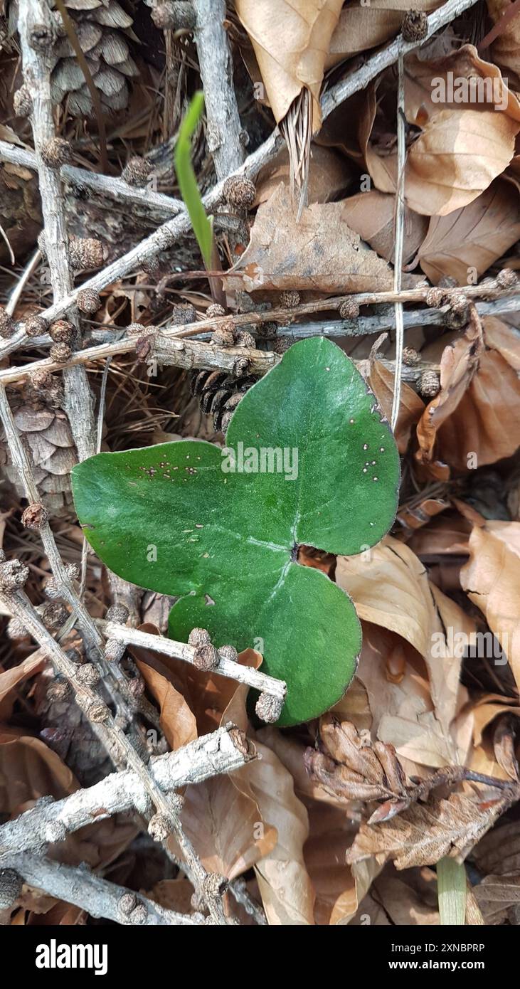 Liverleaf (Hepatica nobilis) Plantae Stock Photo - Alamy
