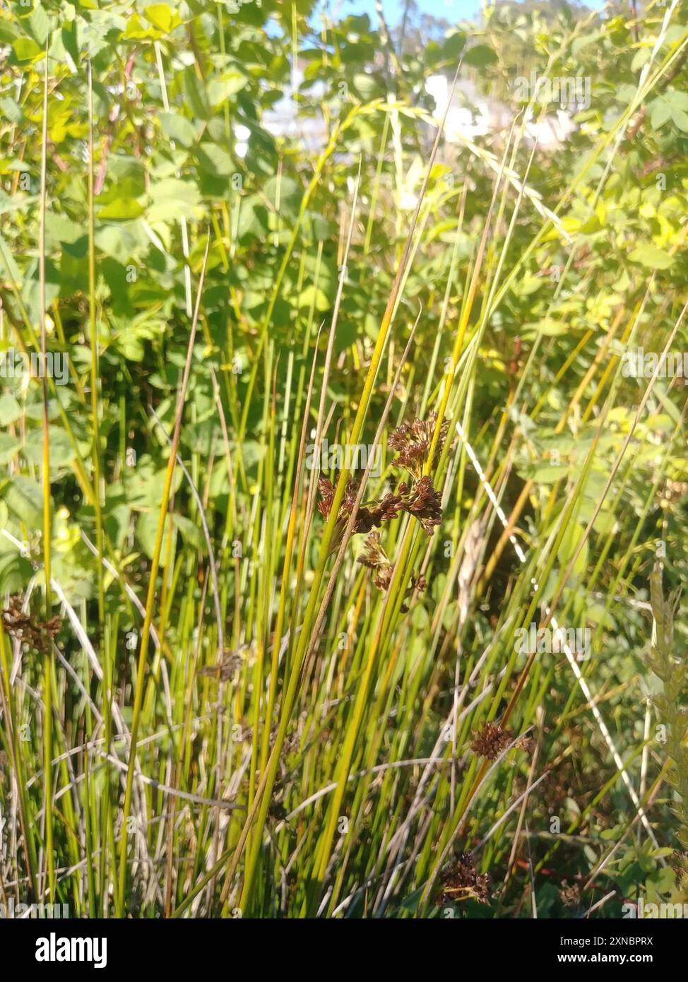 rushes (Juncus) Plantae Stock Photo - Alamy